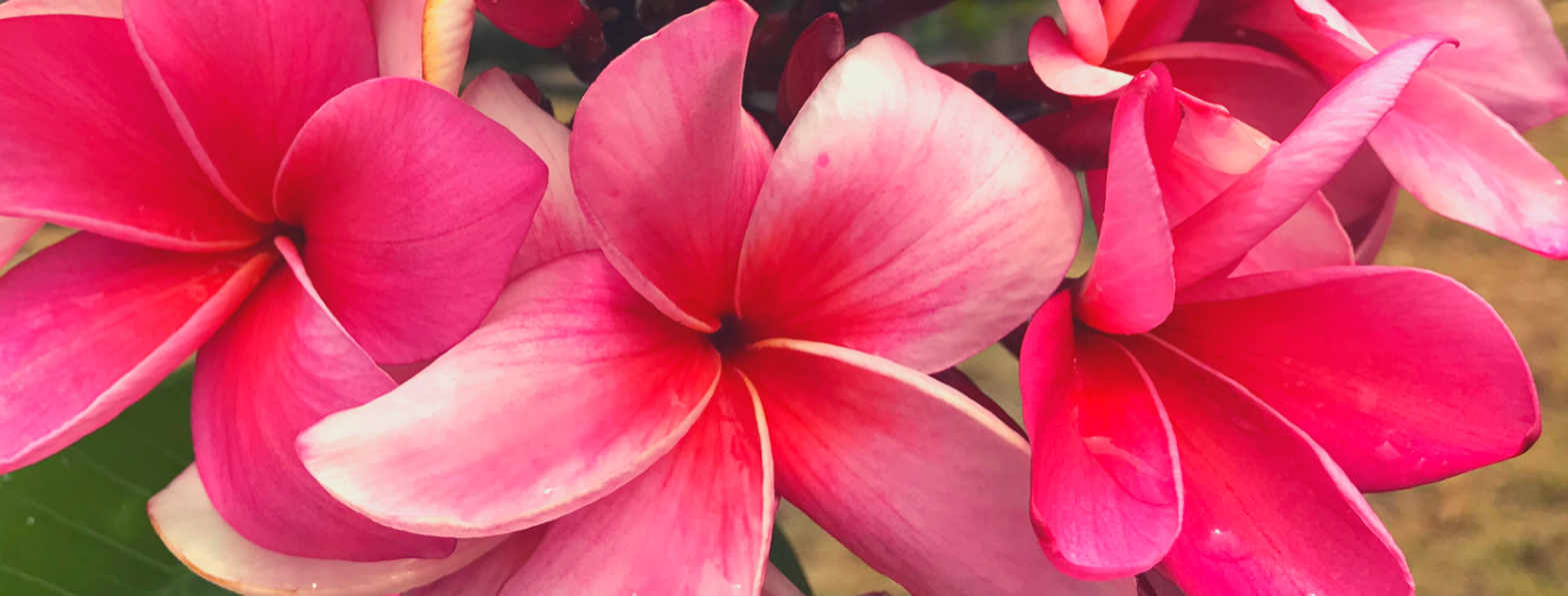 Lei Making at Molokai Plumeria Farm: Your Ultimate Guide - Quick Whit ...