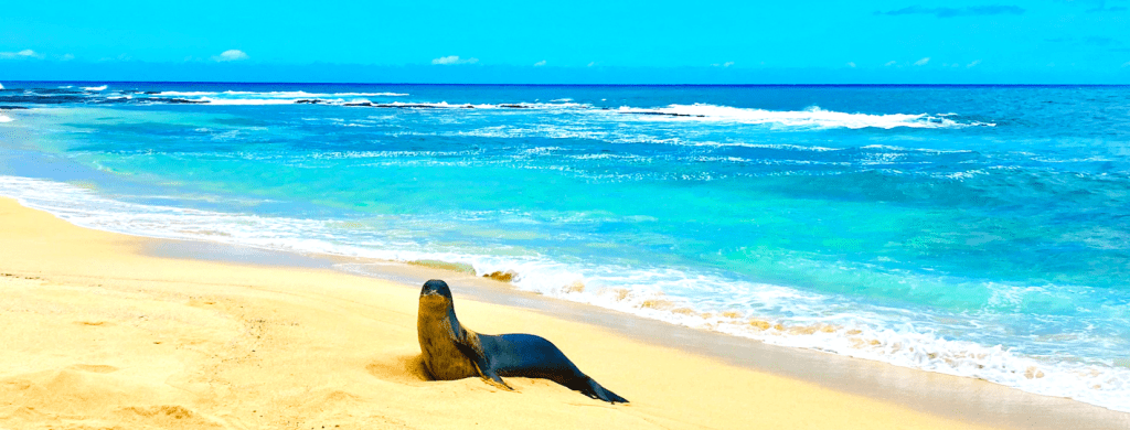 Your Sneak Peek at Ni'ihau, Hawai'i's Forbidden Island - Quick Whit Travel